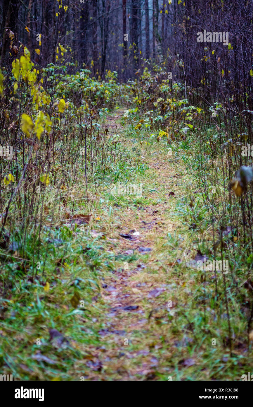 simple countryside forest road in perspective with foliage and trees ...