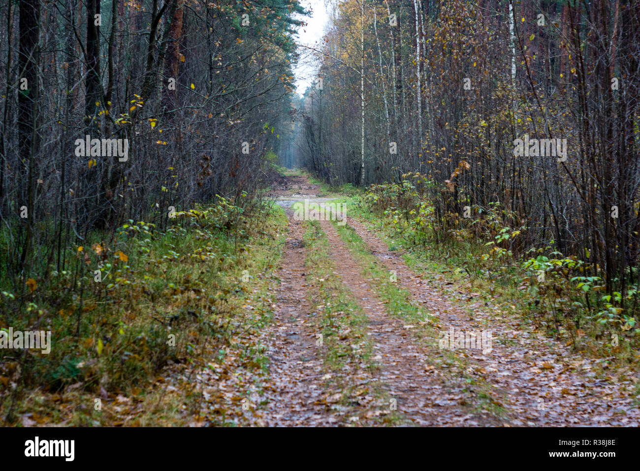 simple countryside forest road in perspective with foliage and trees ...