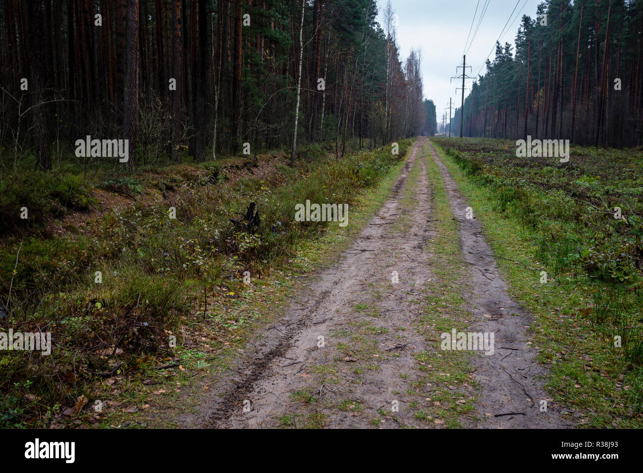 simple countryside forest road in perspective with foliage and trees ...