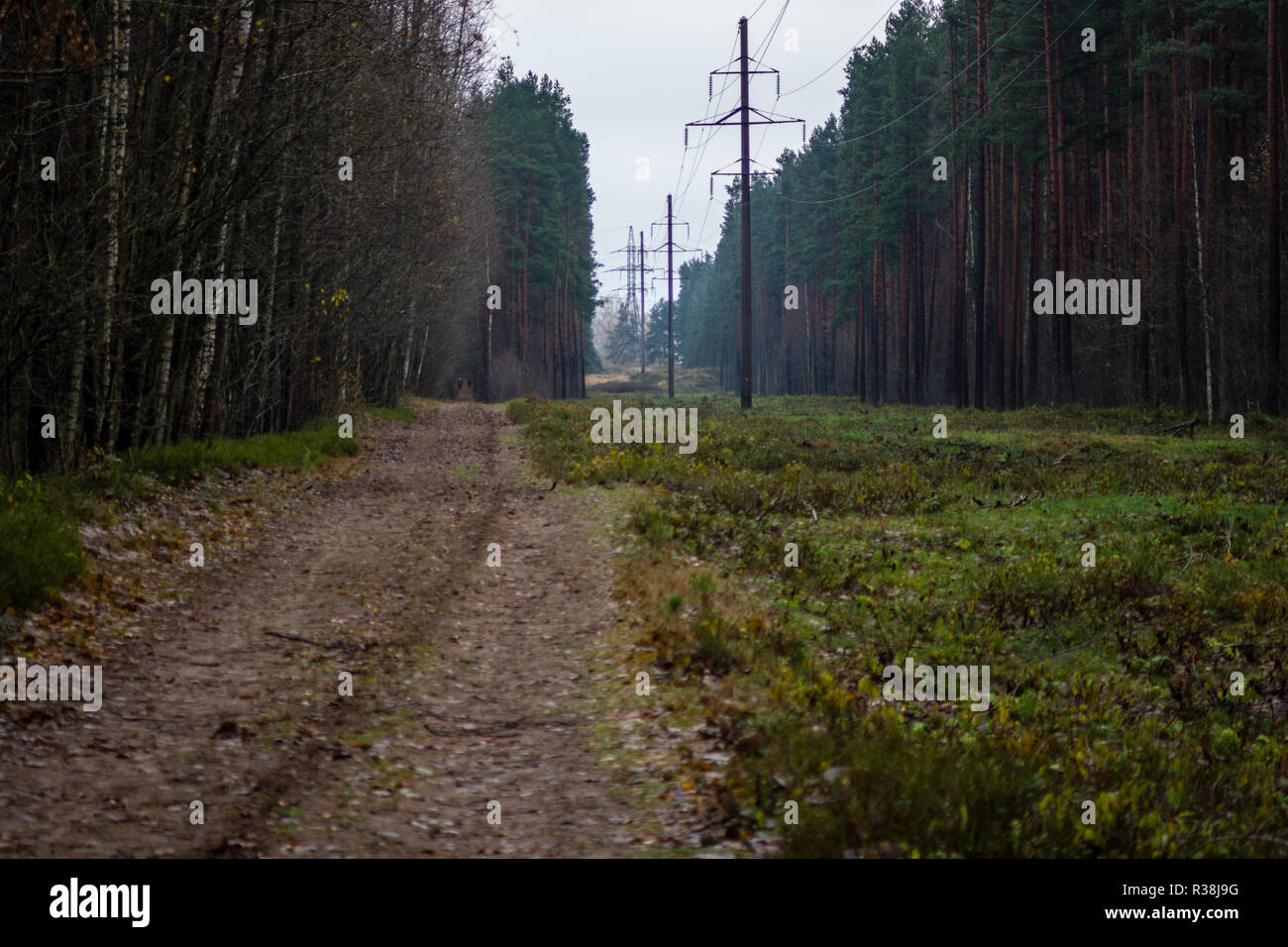 simple countryside forest road in perspective with foliage and trees ...