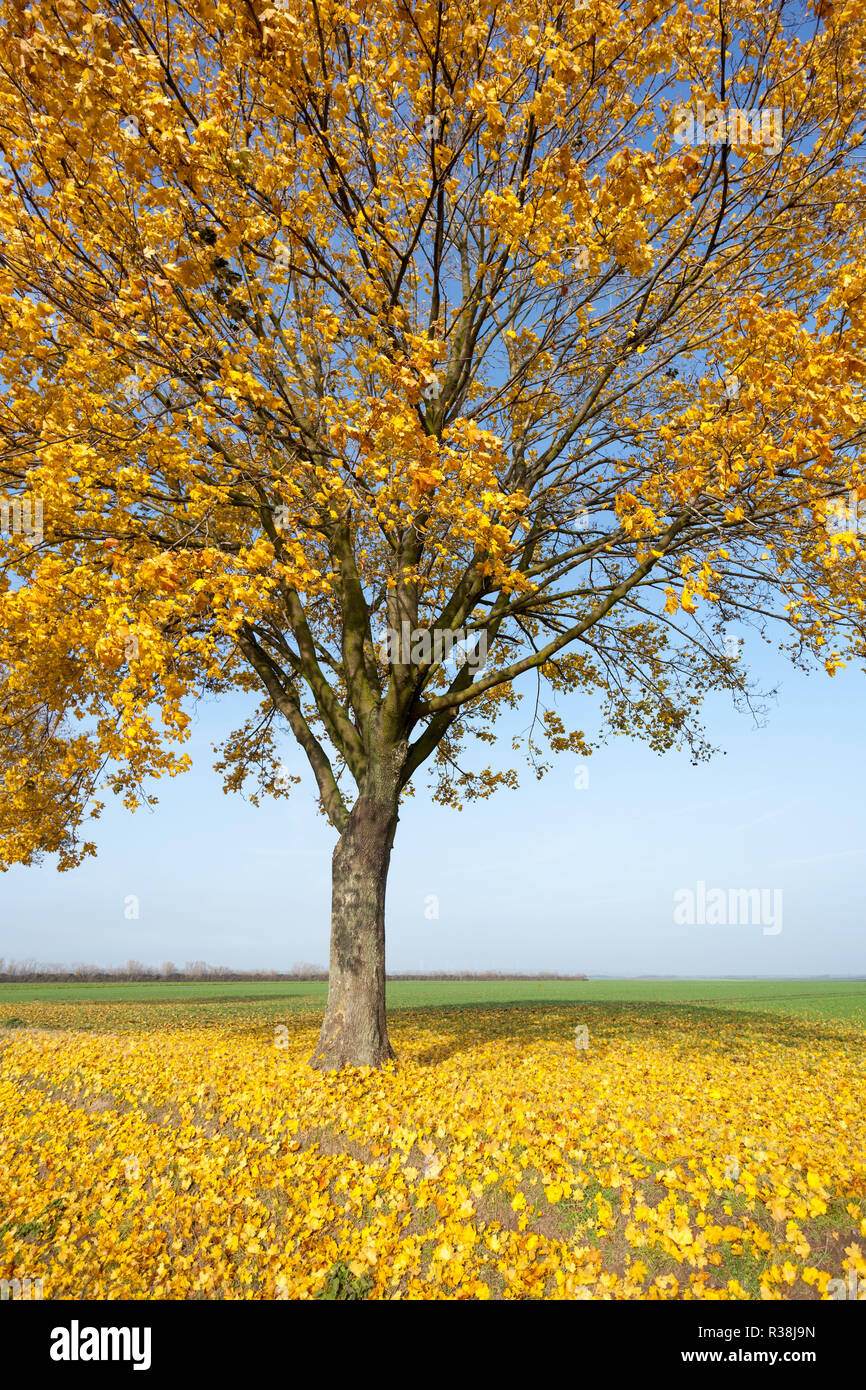 maple tree in autumn Stock Photo - Alamy
