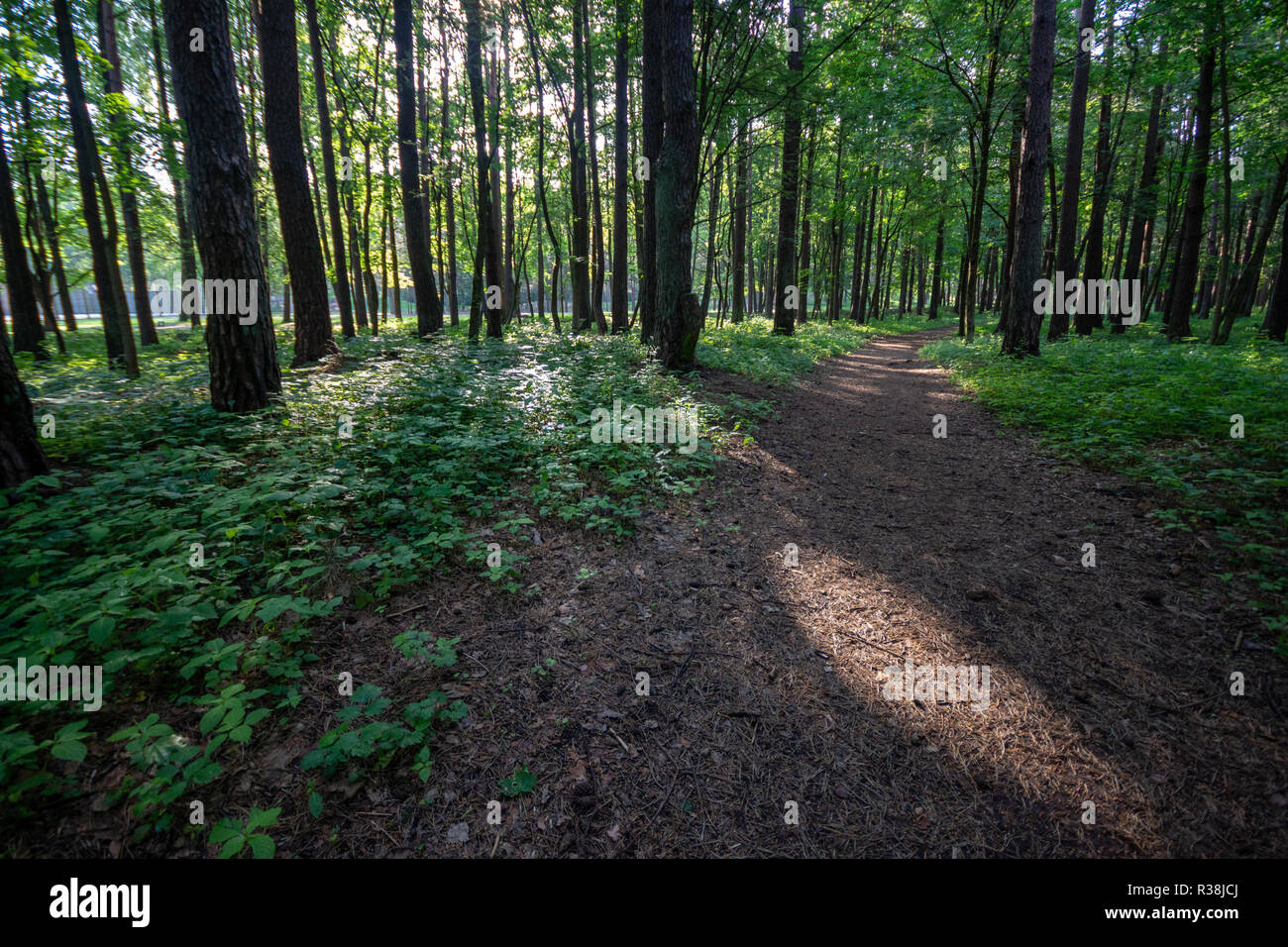 simple countryside forest road in perspective with foliage and trees ...
