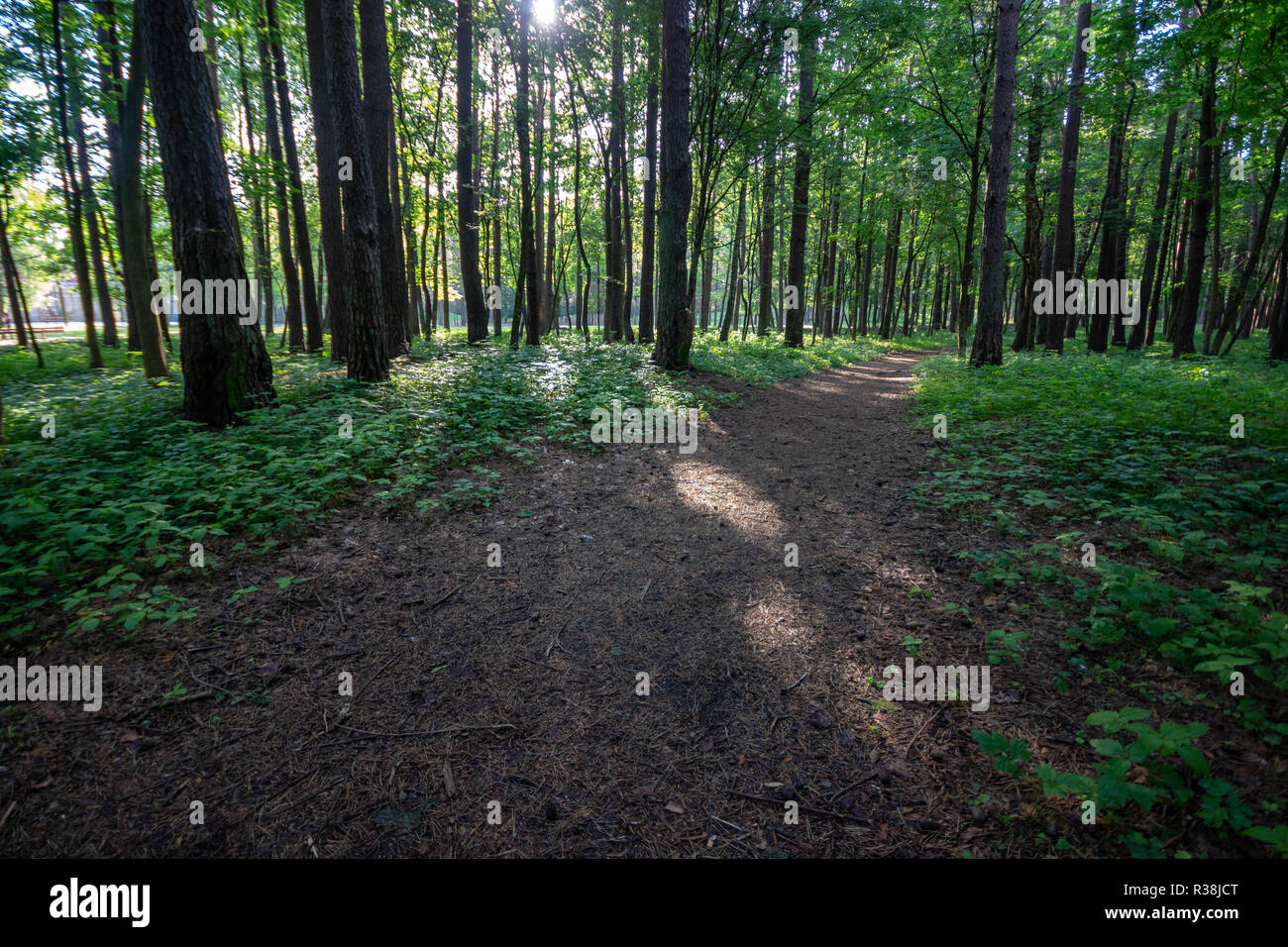 simple countryside forest road in perspective with foliage and trees ...