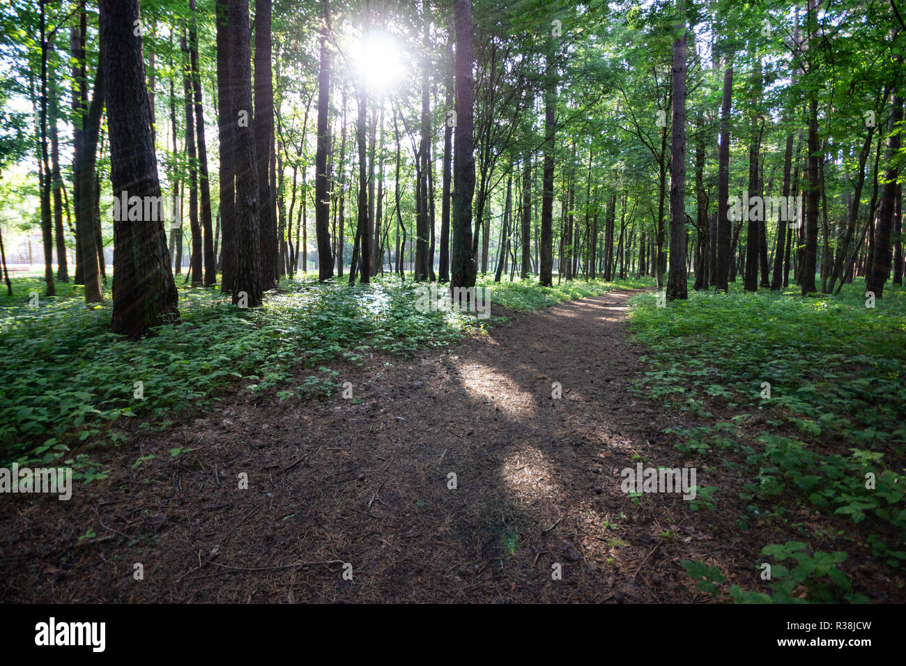 simple countryside forest road in perspective with foliage and trees ...