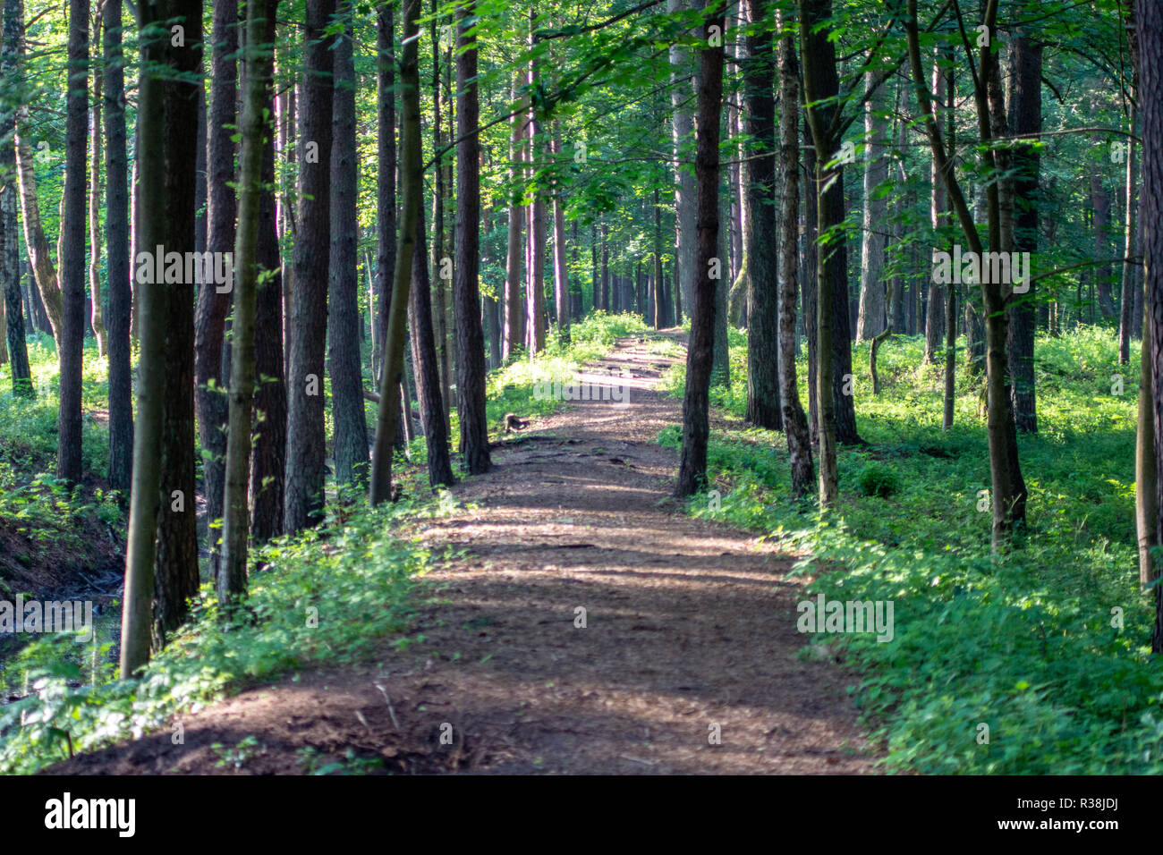 simple countryside forest road in perspective with foliage and trees ...