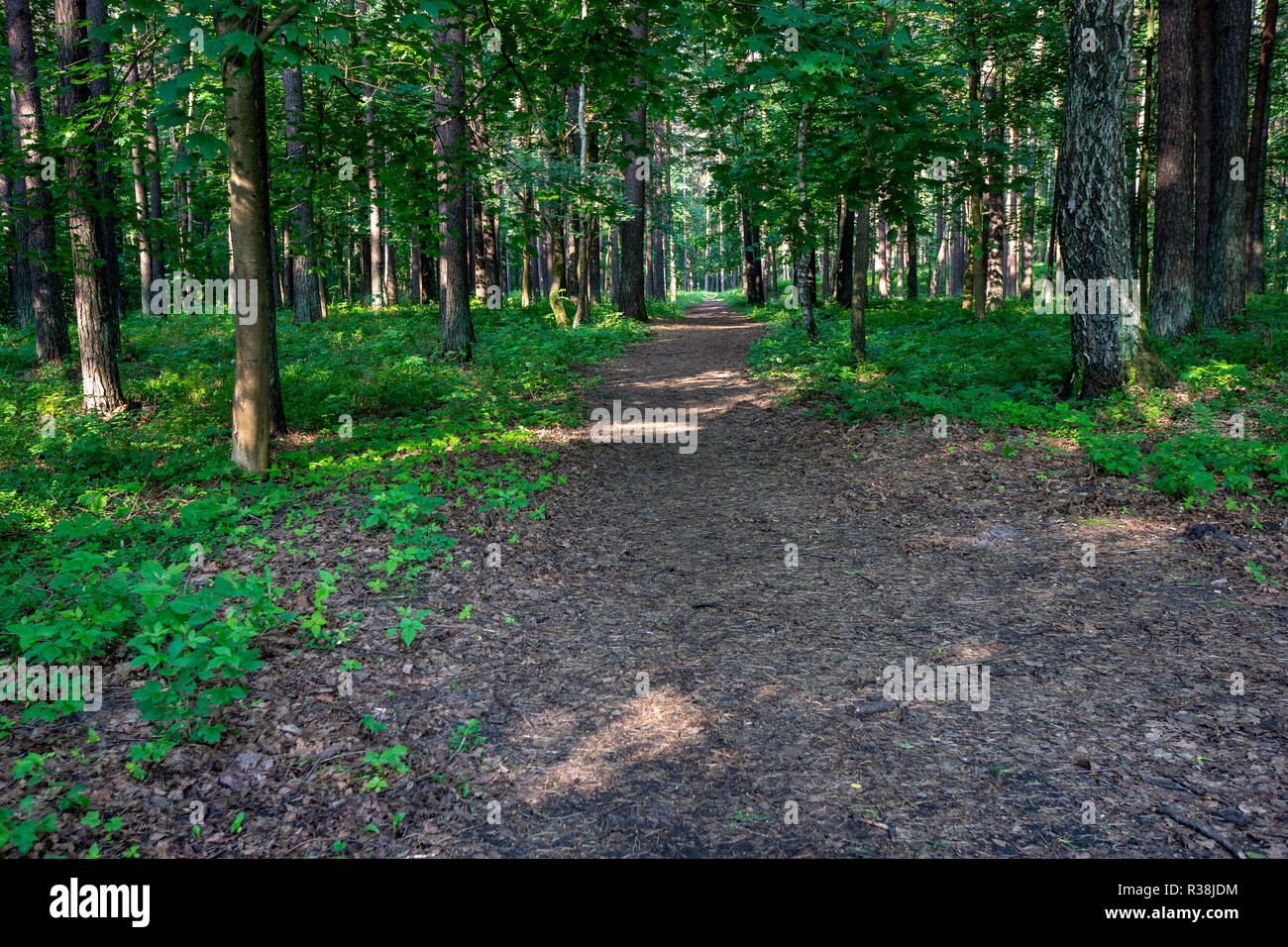 simple countryside forest road in perspective with foliage and trees ...