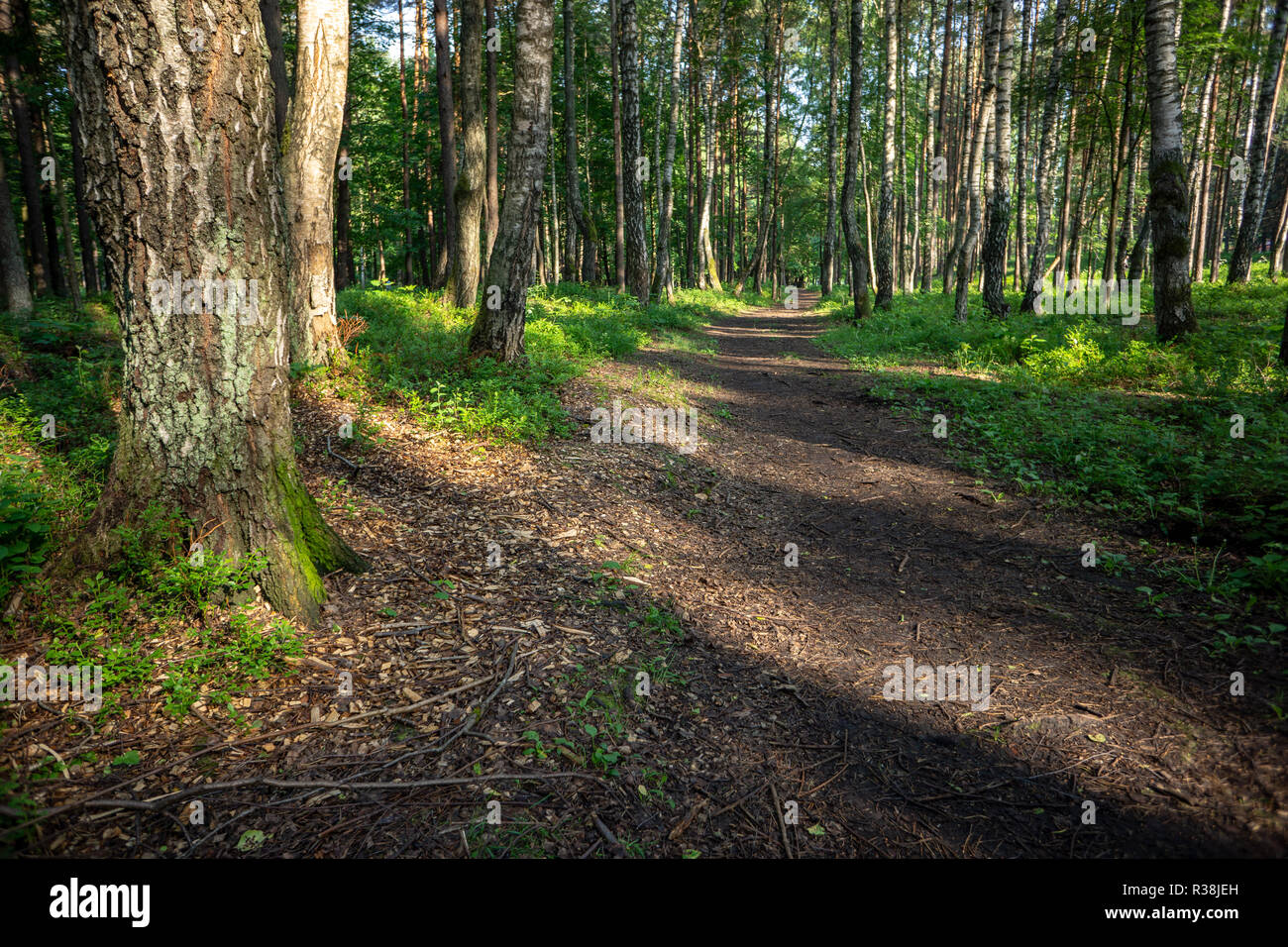 simple countryside forest road in perspective with foliage and trees ...
