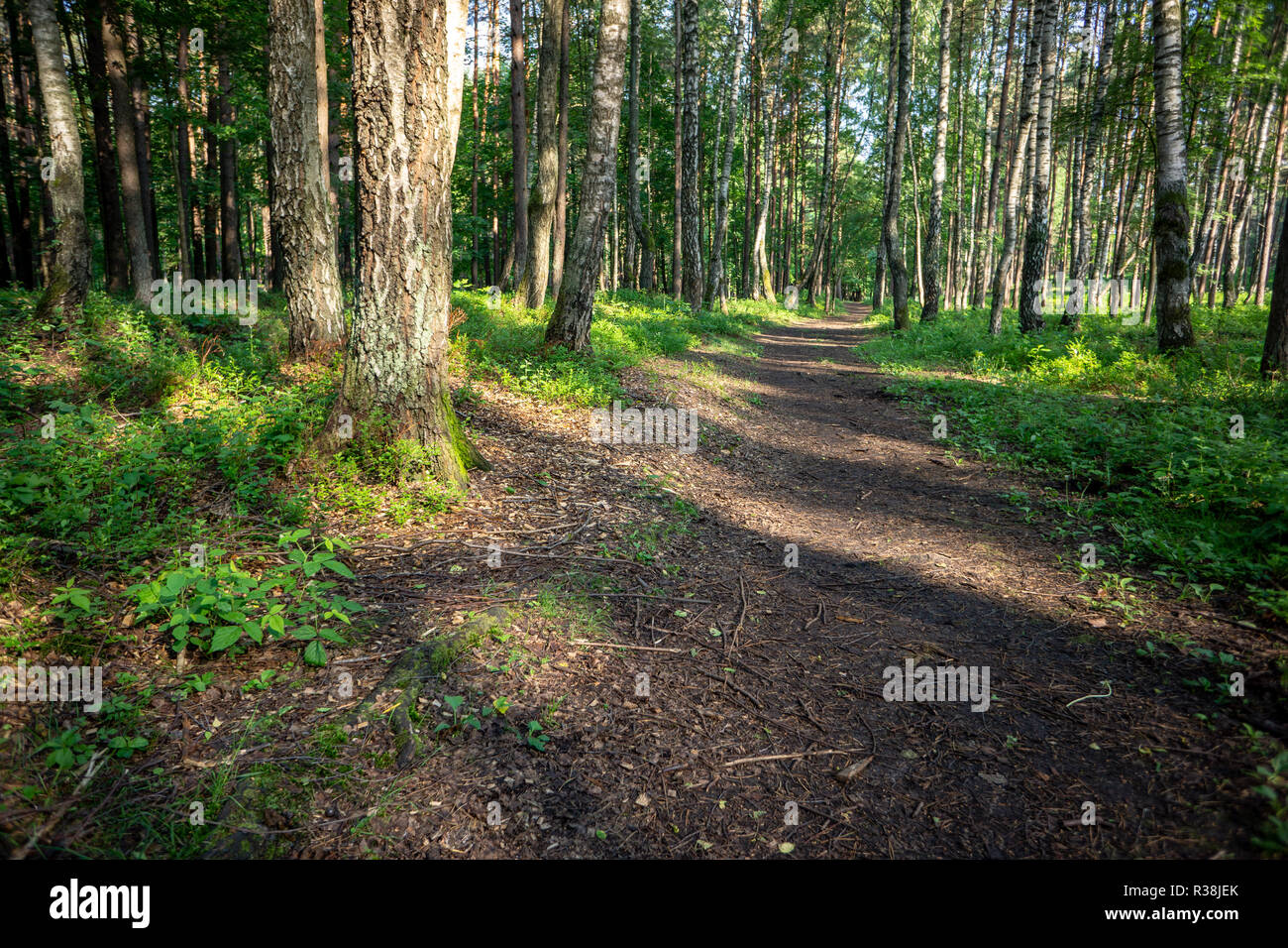 simple countryside forest road in perspective with foliage and trees ...