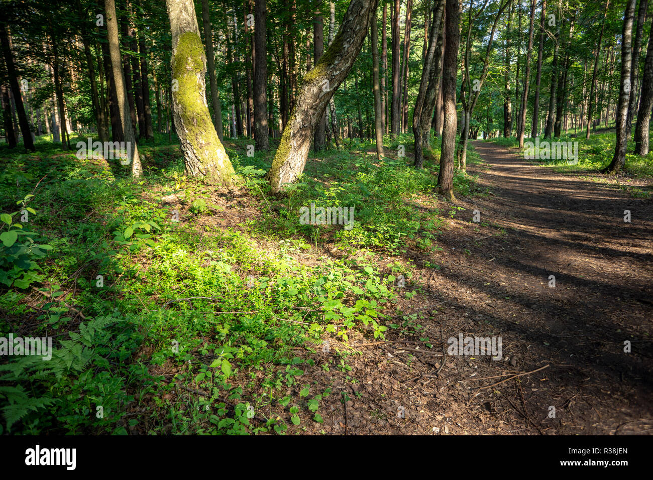 simple countryside forest road in perspective with foliage and trees ...