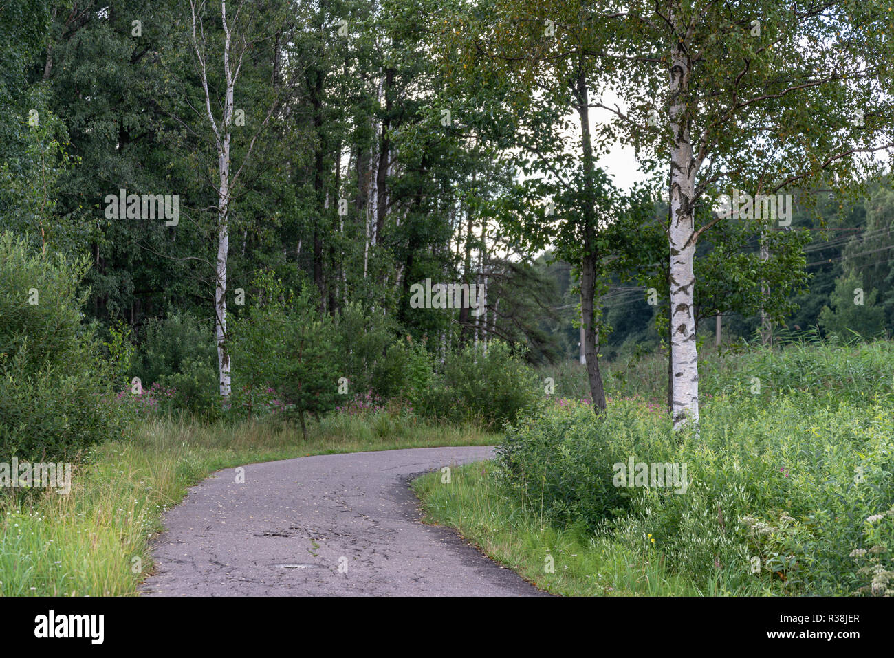 simple countryside forest road in perspective with foliage and trees ...