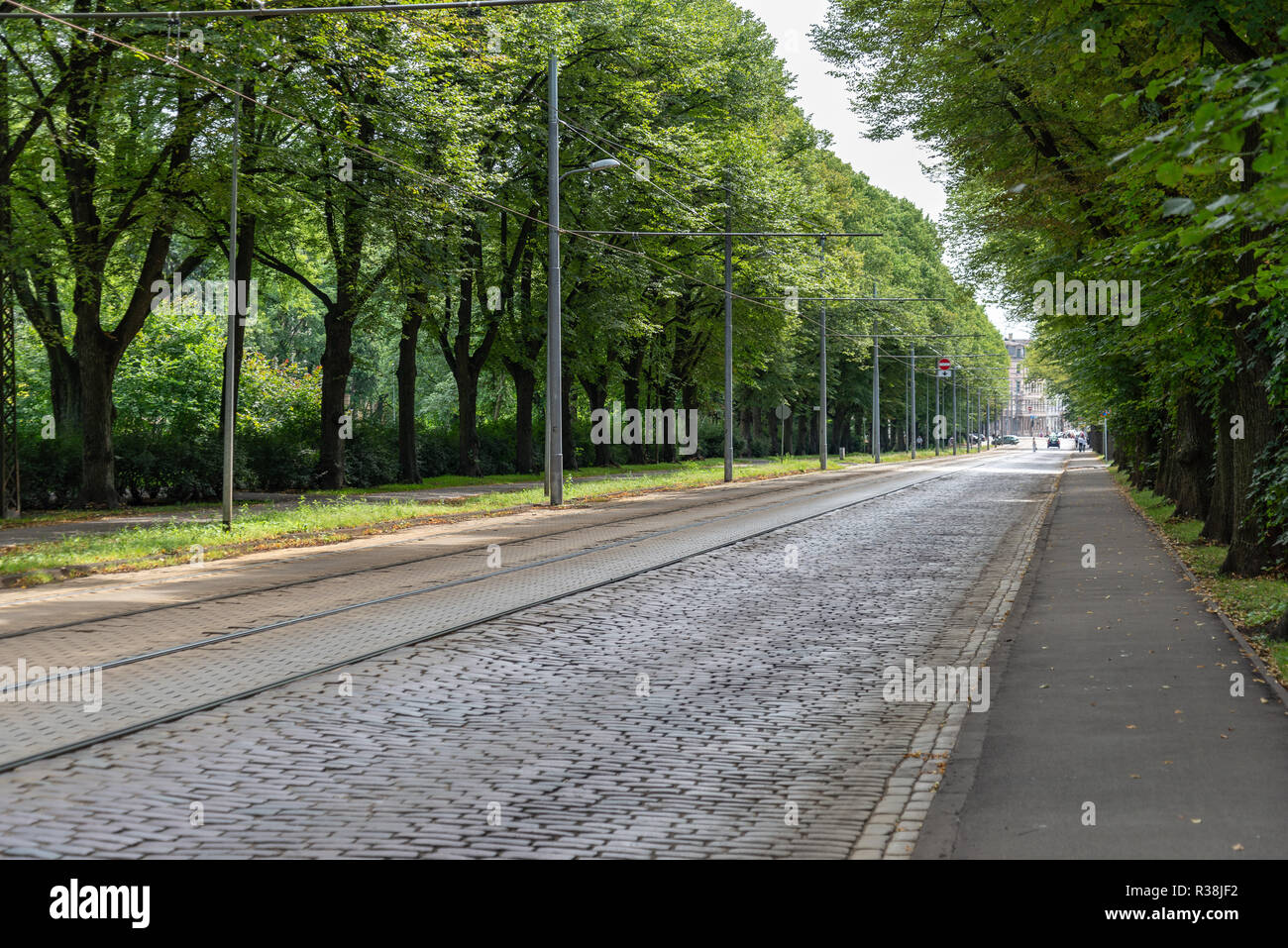 simple countryside forest road in perspective with foliage and trees ...