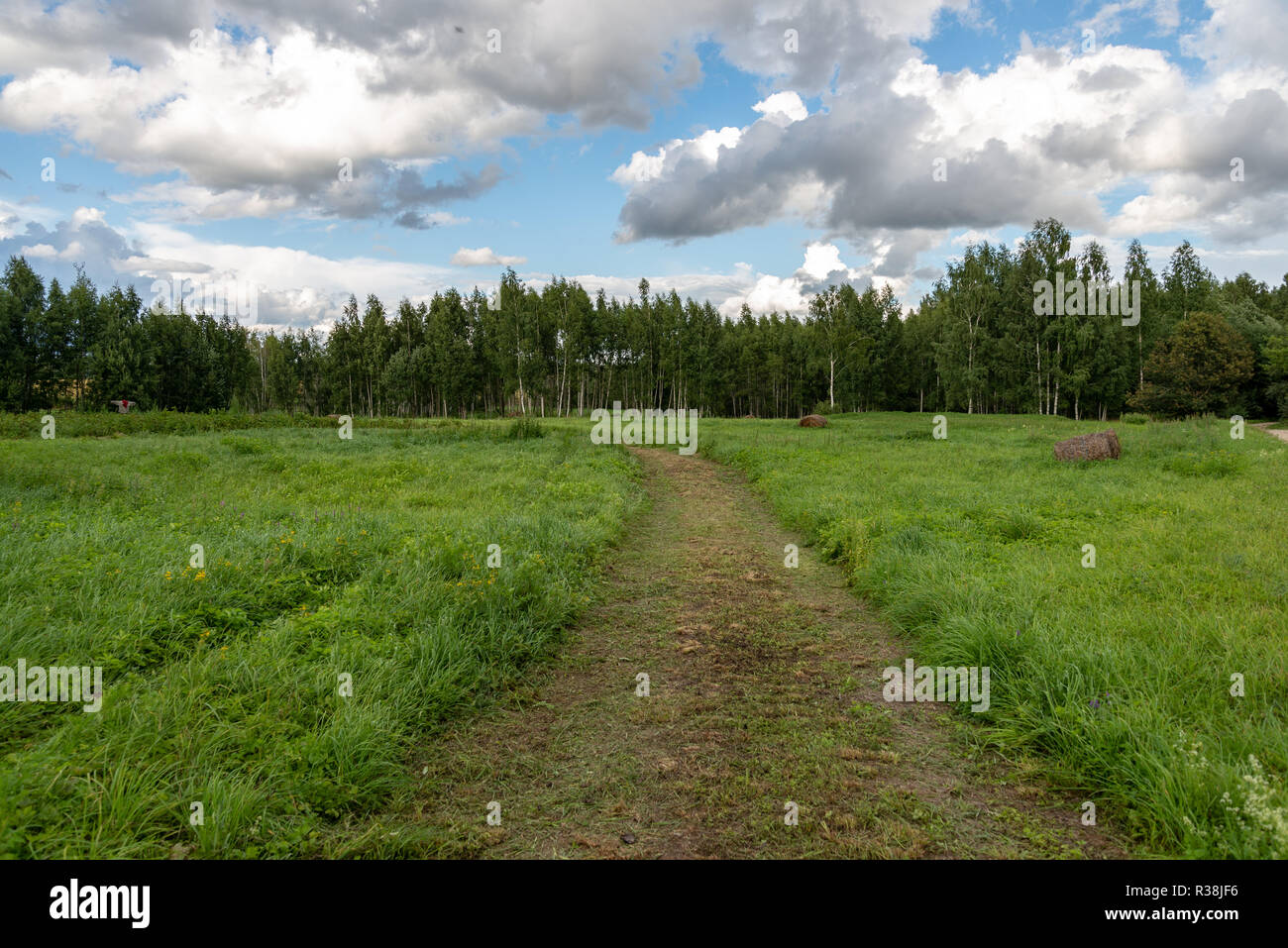 simple countryside forest road in perspective with foliage and trees ...
