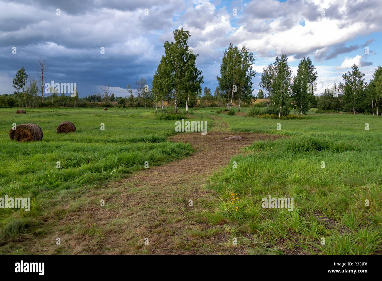 simple countryside forest road in perspective with foliage and trees ...