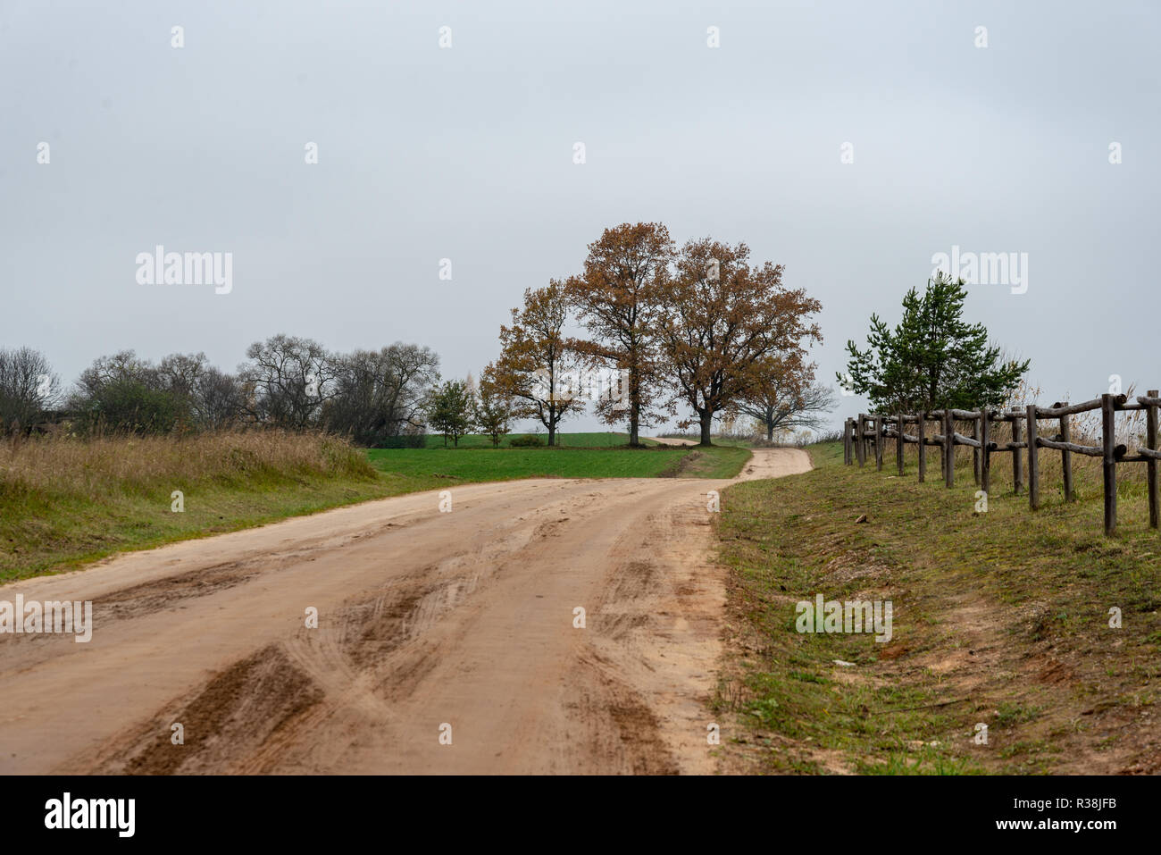 simple countryside forest road in perspective with foliage and trees ...