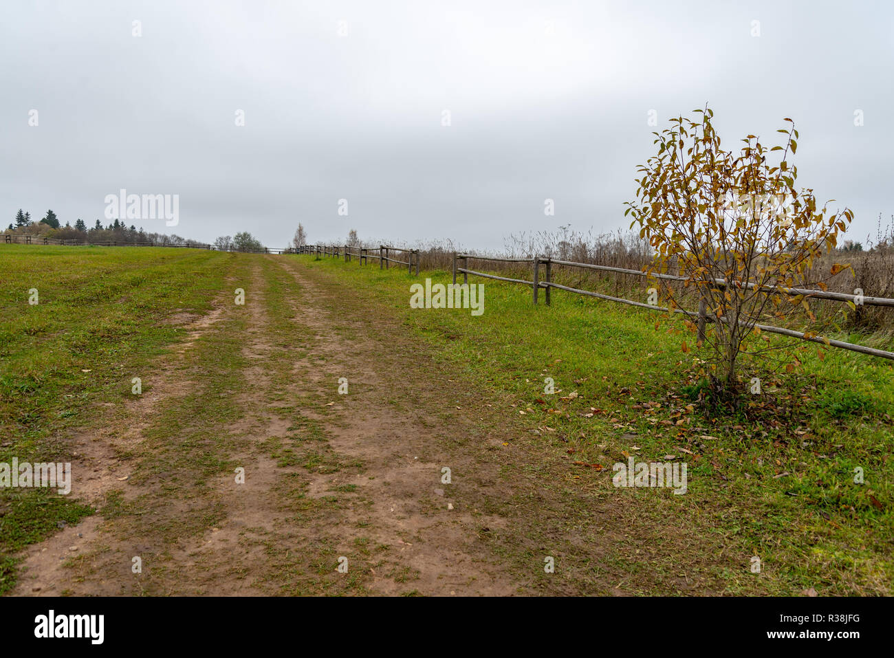 simple countryside forest road in perspective with foliage and trees ...