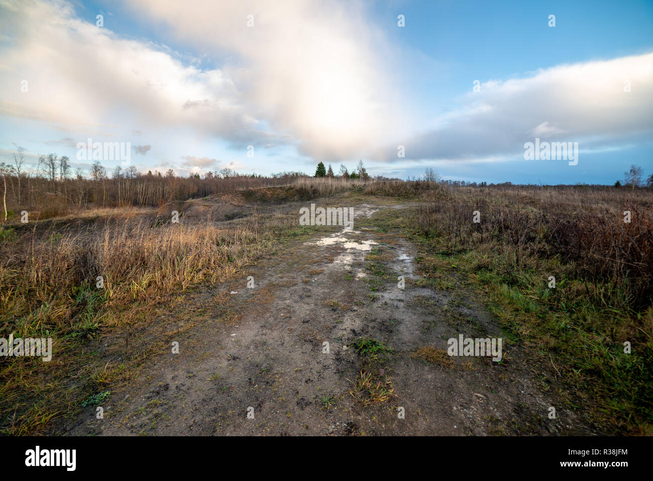 simple countryside forest road in perspective with foliage and trees ...