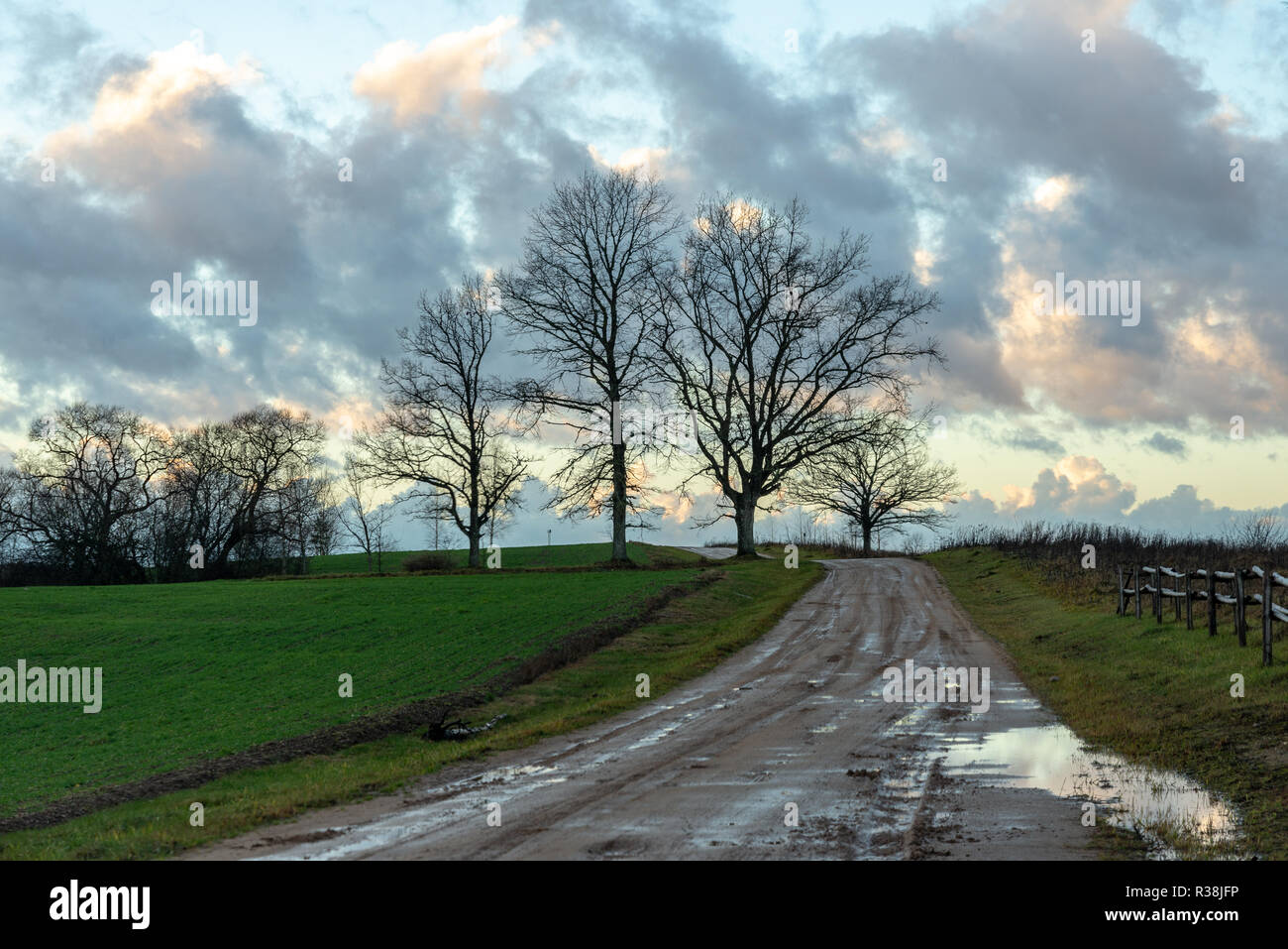 simple countryside forest road in perspective with foliage and trees ...