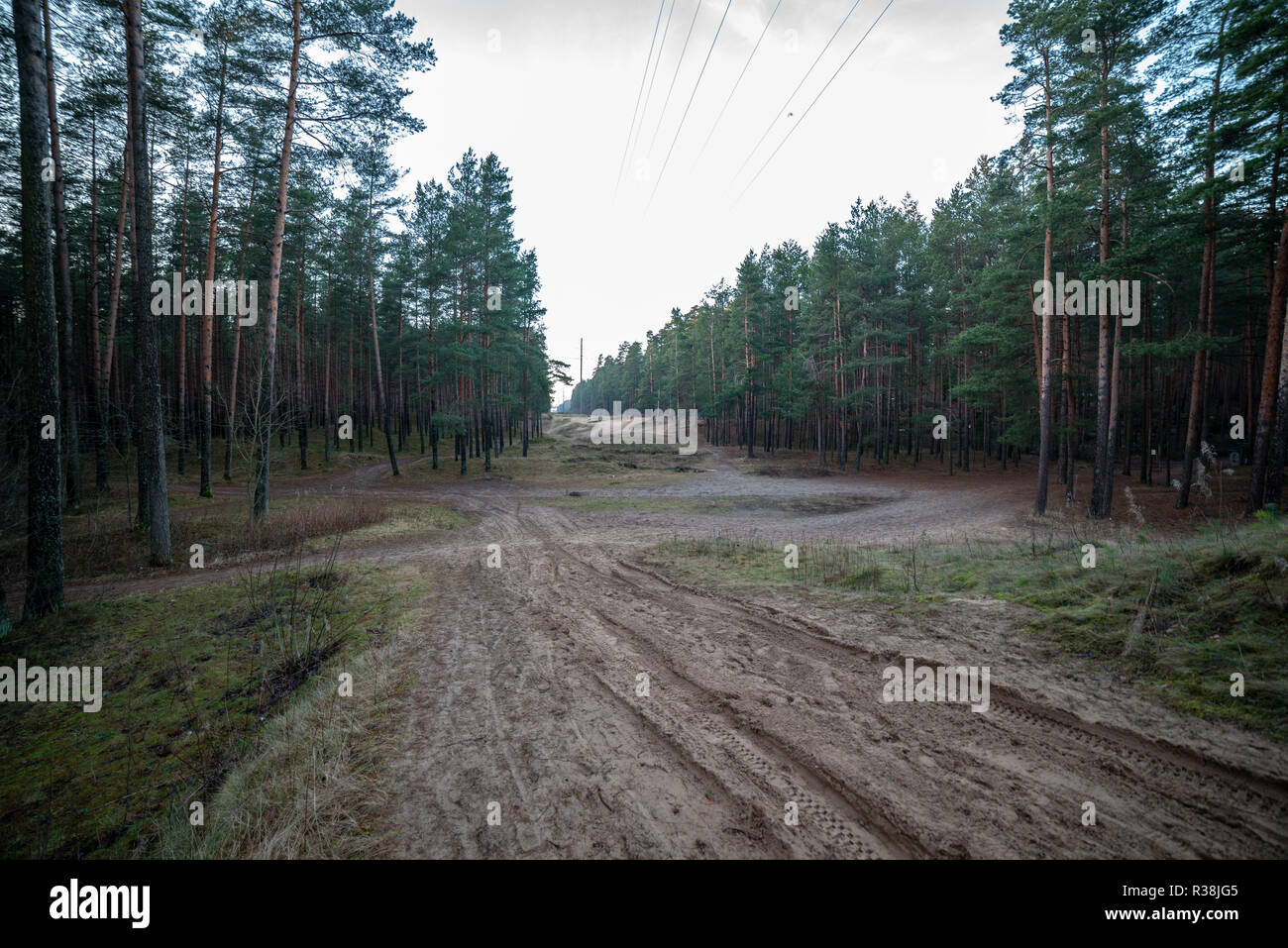 simple countryside forest road in perspective with foliage and trees ...