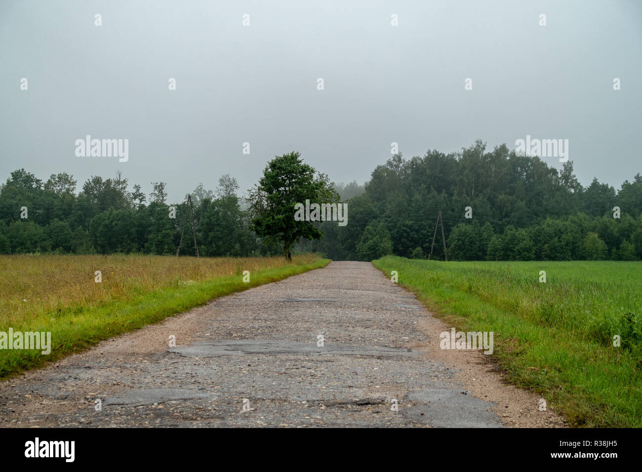 simple countryside forest road in perspective with foliage and trees ...