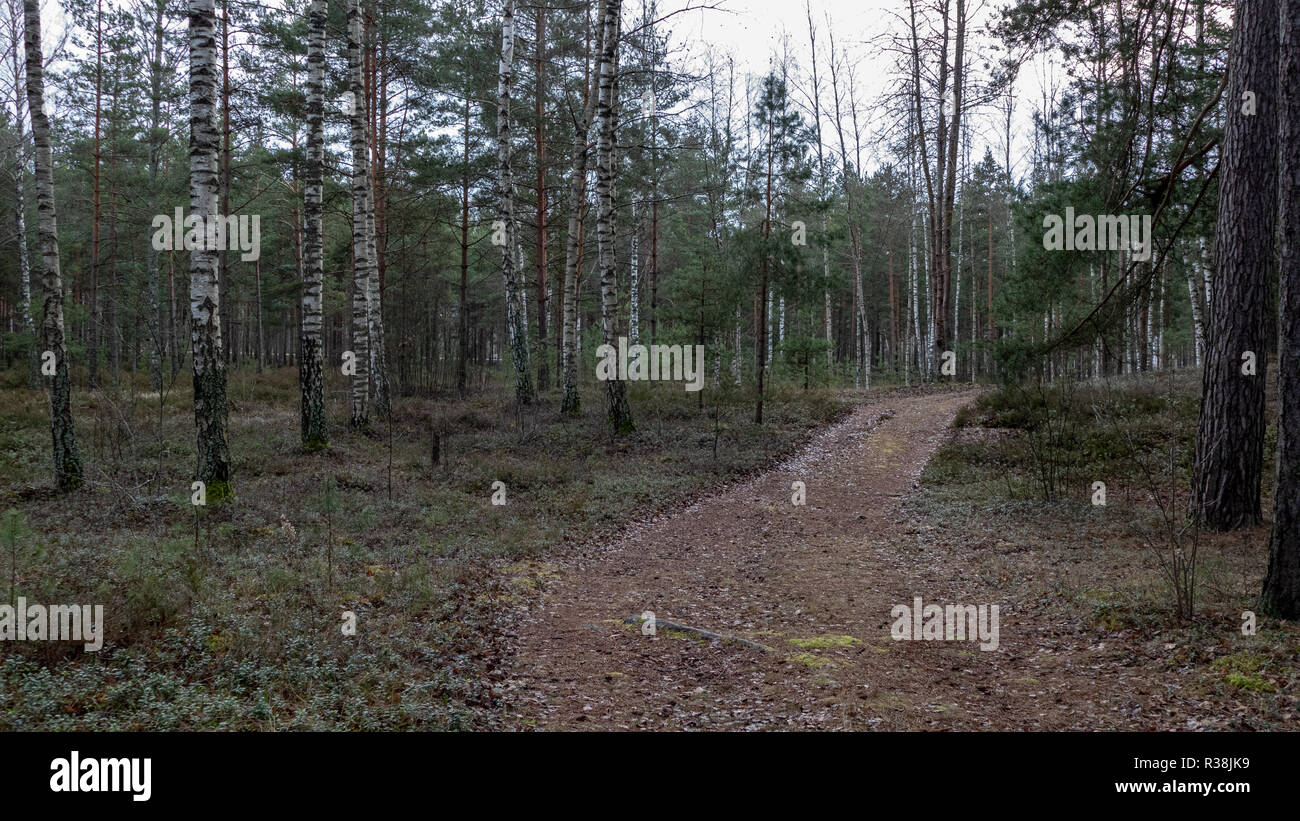 simple countryside forest road in perspective with foliage and trees ...