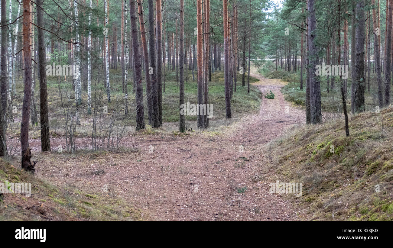 simple countryside forest road in perspective with foliage and trees ...