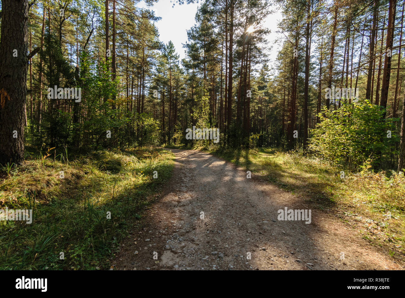 simple countryside forest road in perspective with foliage and trees ...