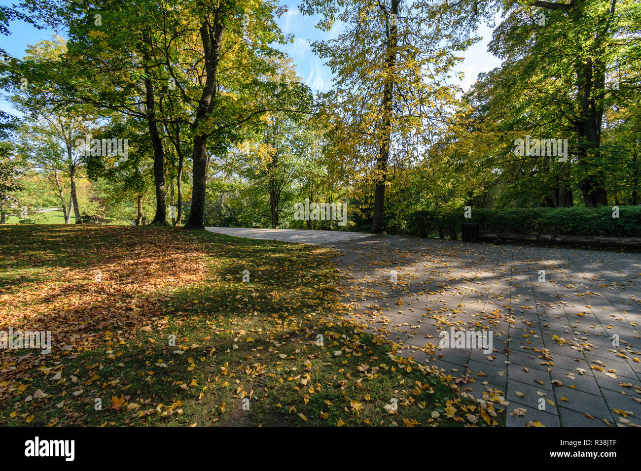 simple countryside forest road in perspective with foliage and trees ...
