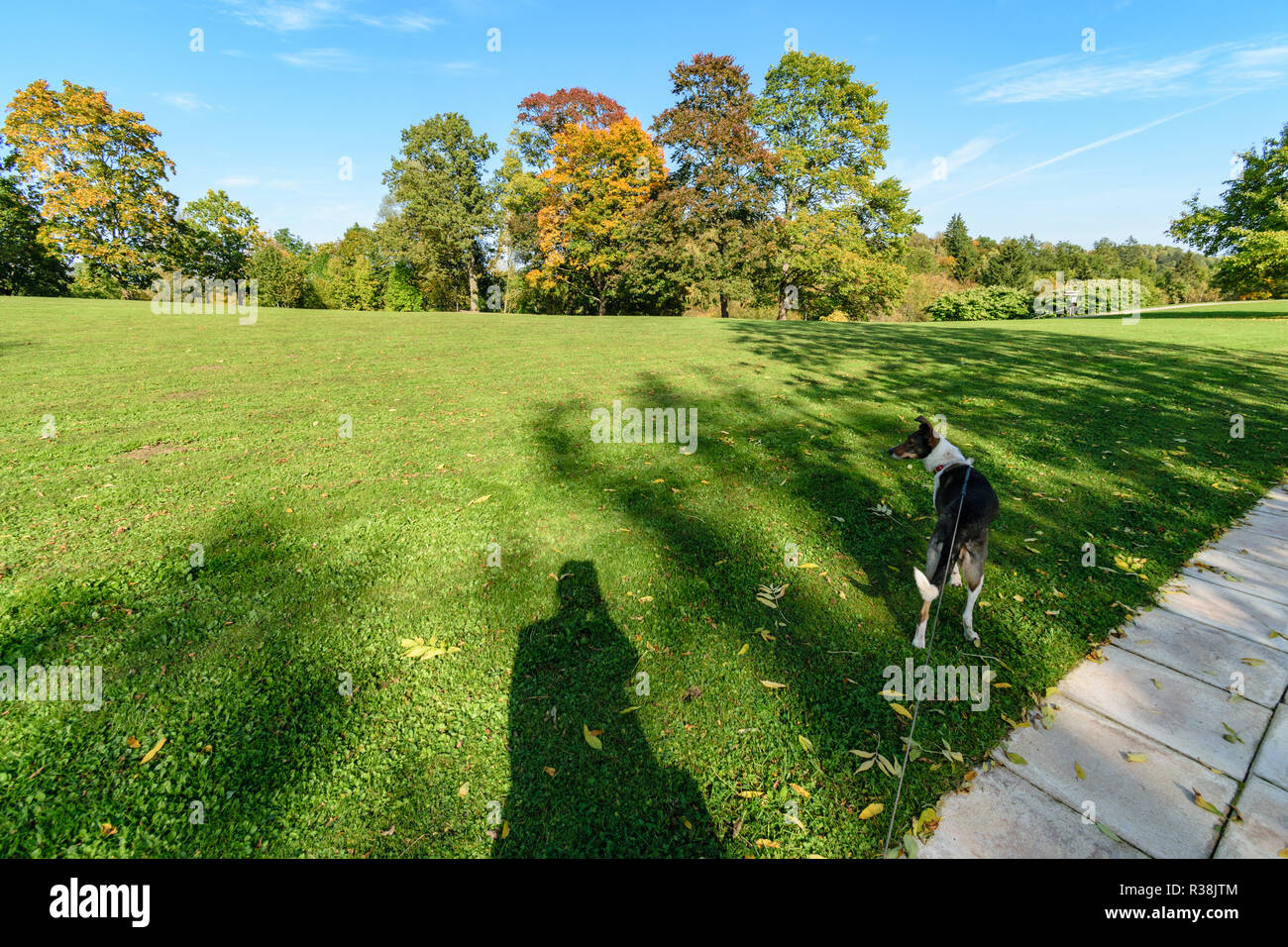 simple countryside forest road in perspective with foliage and trees ...
