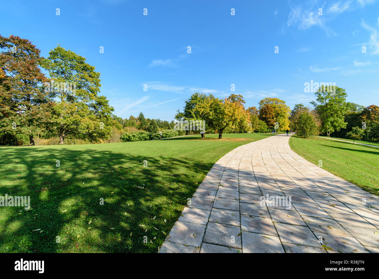 simple countryside forest road in perspective with foliage and trees ...