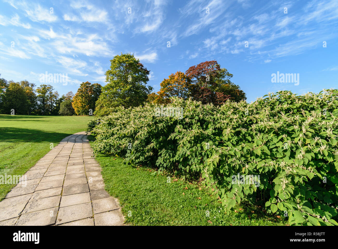 simple countryside forest road in perspective with foliage and trees ...