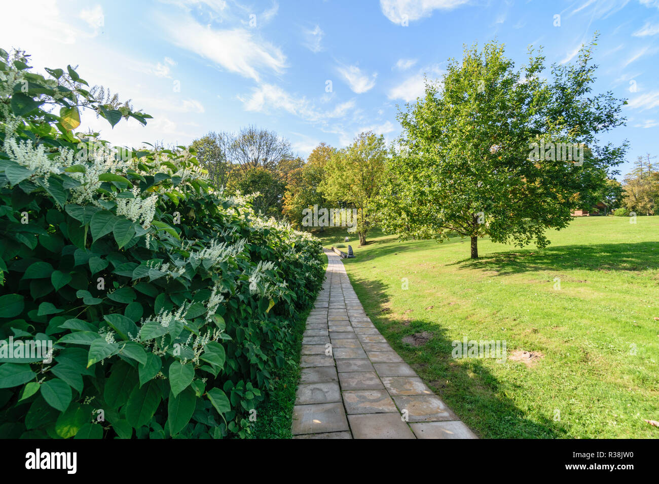 simple countryside forest road in perspective with foliage and trees ...