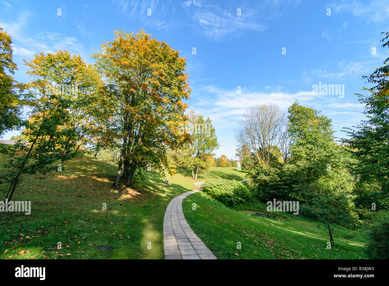 simple countryside forest road in perspective with foliage and trees ...