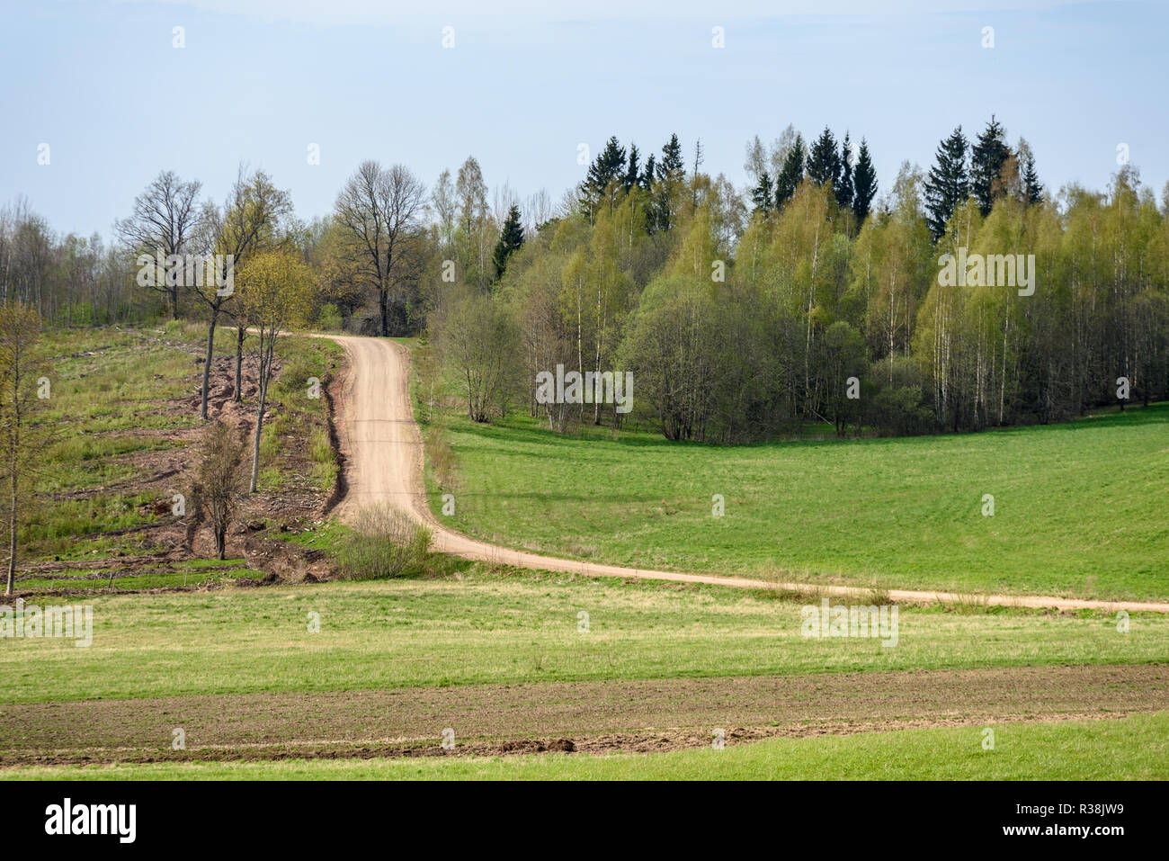 simple countryside forest road in perspective with foliage and trees ...