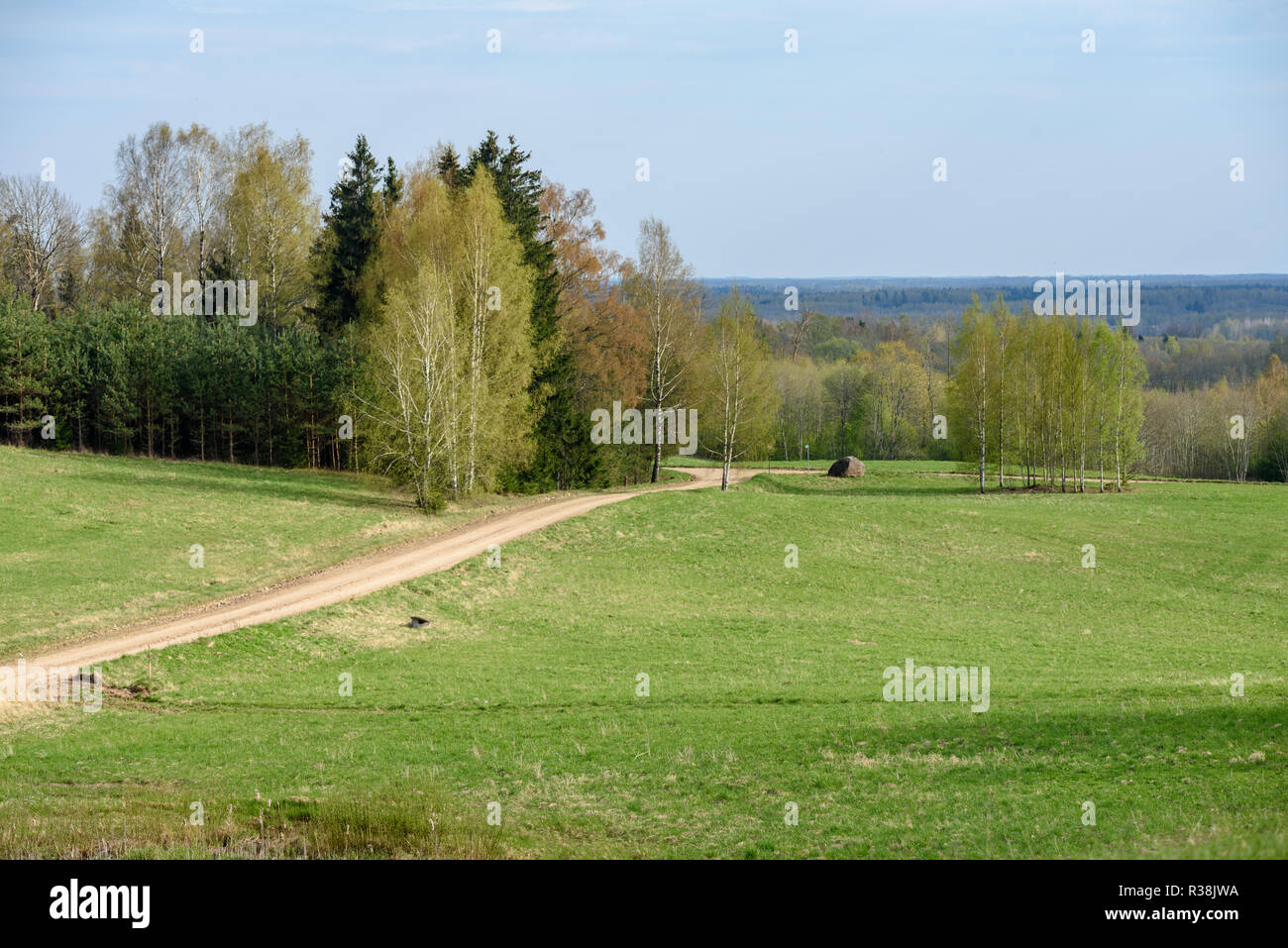 simple countryside forest road in perspective with foliage and trees ...