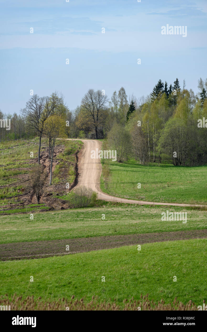 simple countryside forest road in perspective with foliage and trees ...