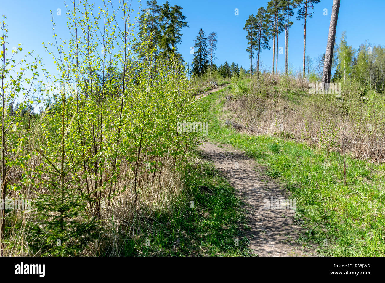 simple countryside forest road in perspective with foliage and trees ...