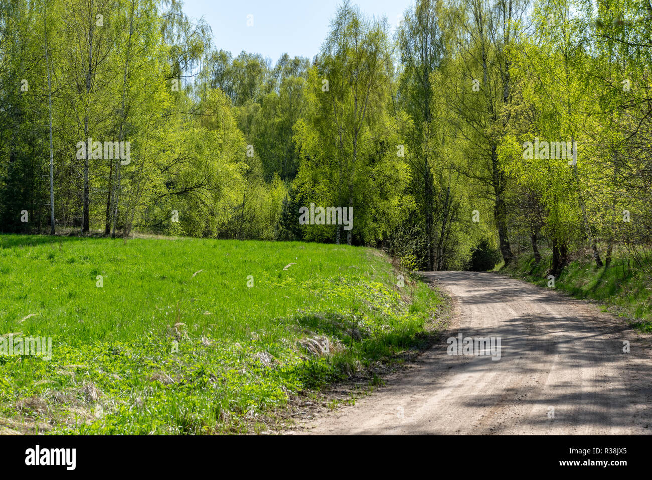 simple countryside forest road in perspective with foliage and trees ...