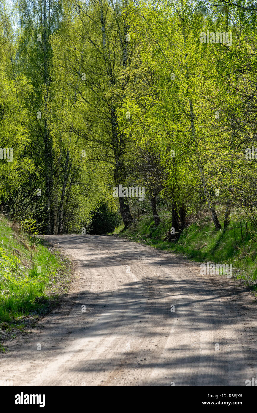 simple countryside forest road in perspective with foliage and trees ...