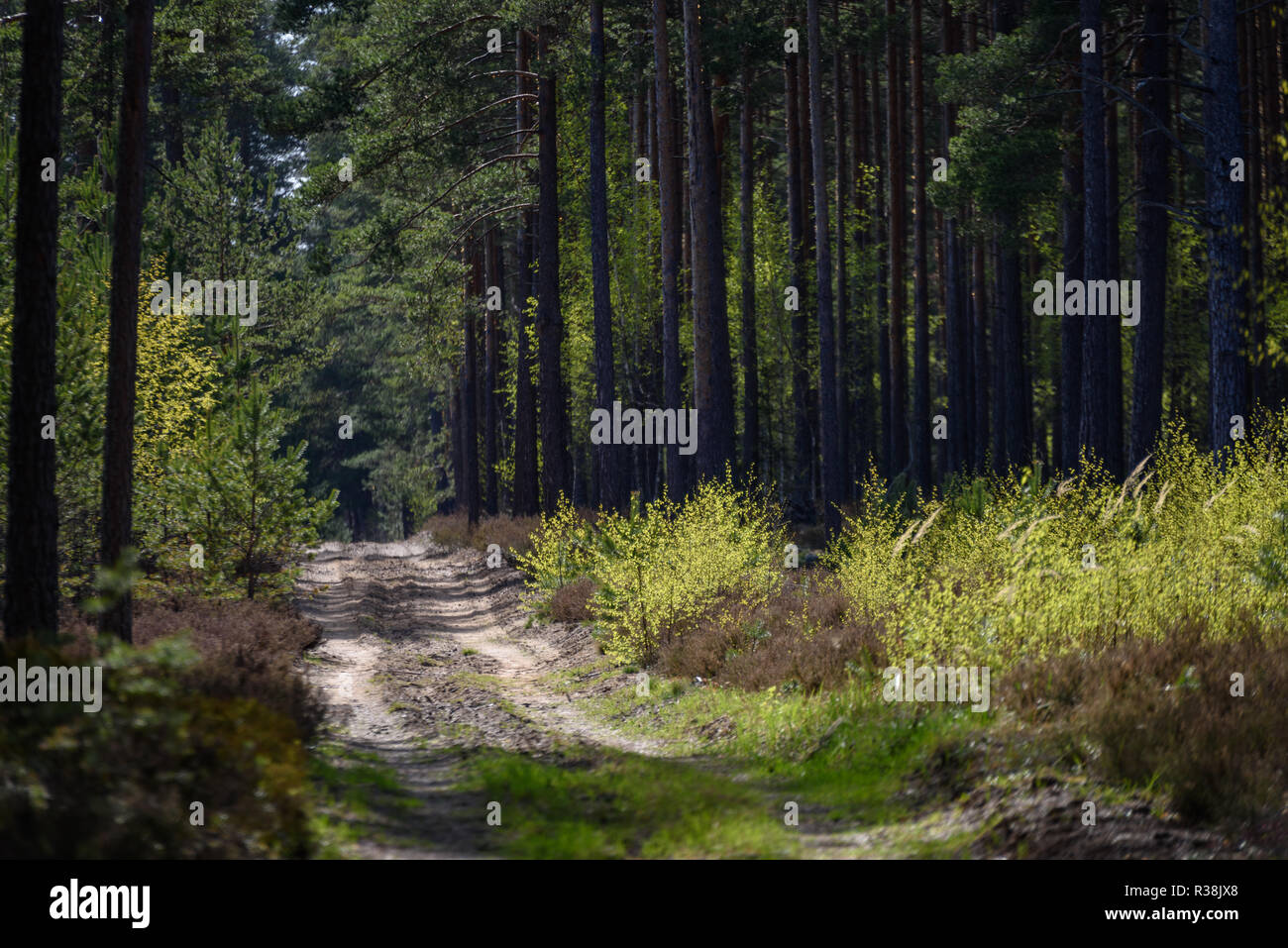 simple countryside forest road in perspective with foliage and trees ...