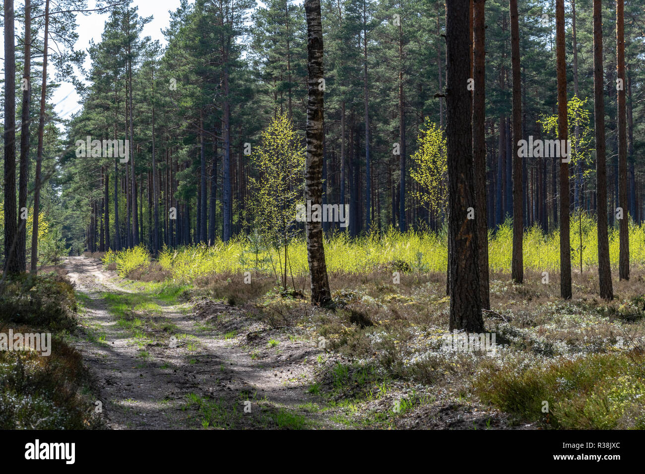 simple countryside forest road in perspective with foliage and trees ...