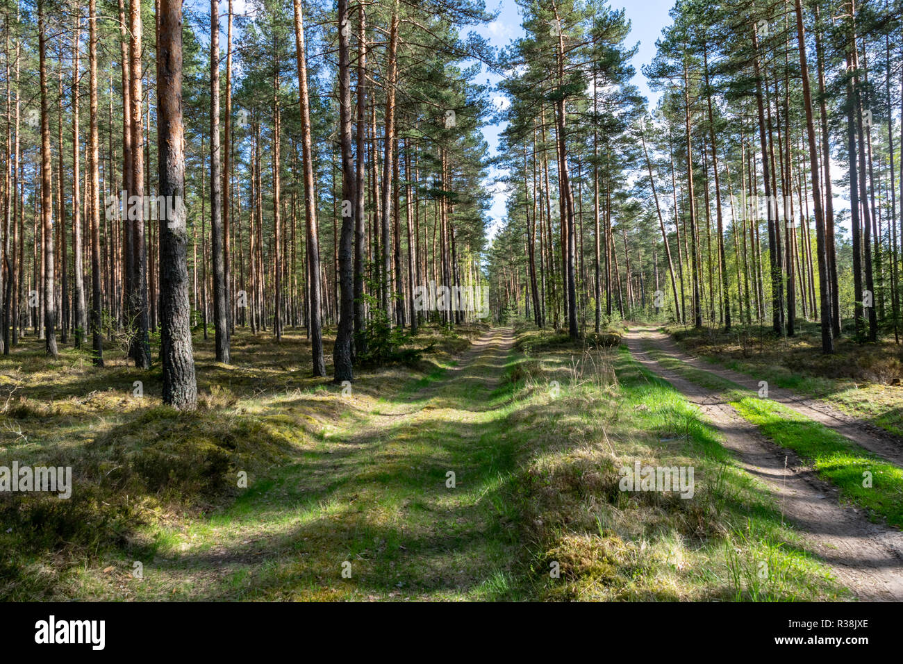 simple countryside forest road in perspective with foliage and trees ...