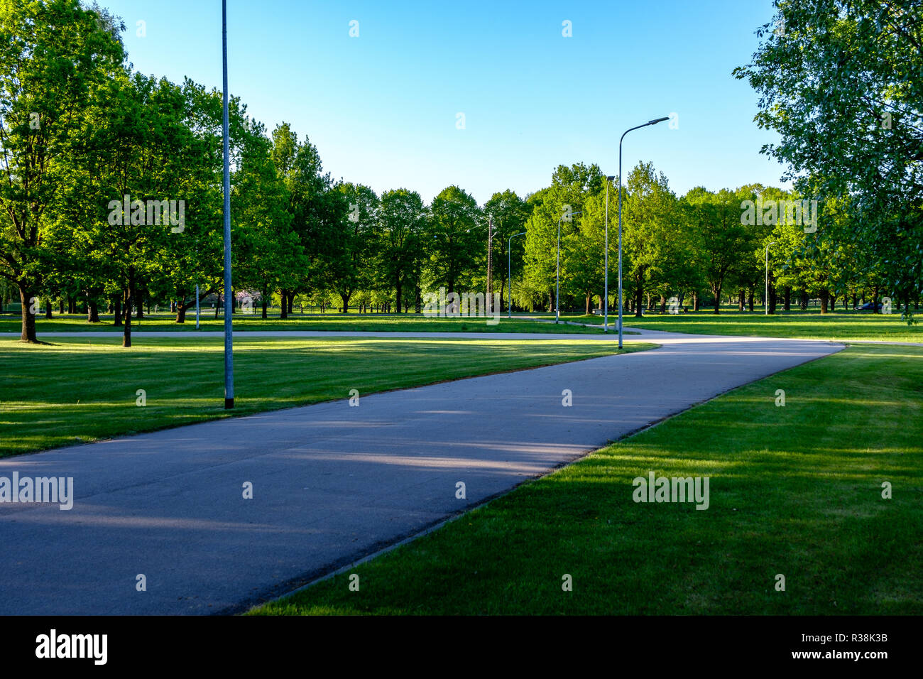 simple countryside forest road in perspective with foliage and trees ...