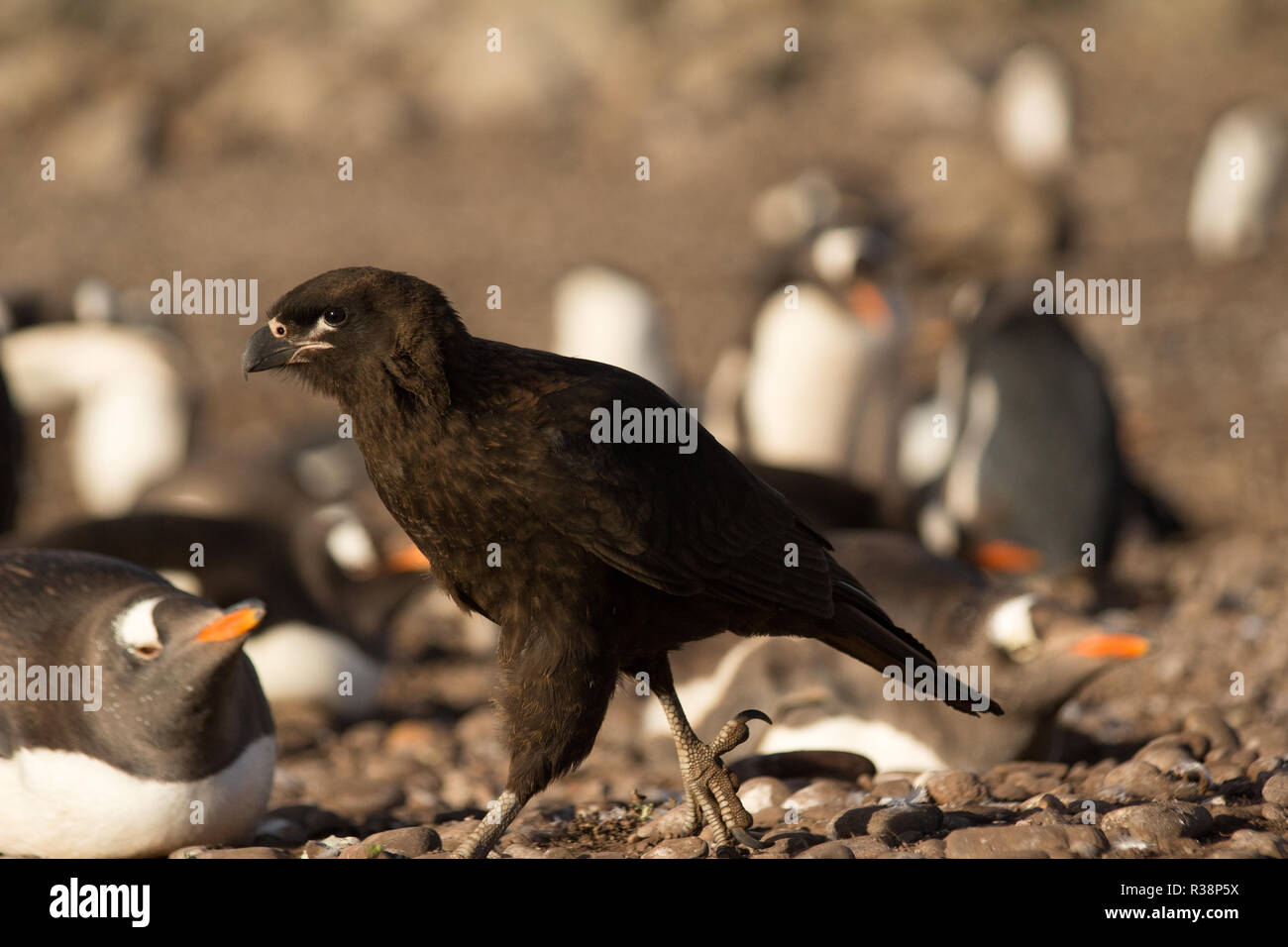 Aves islas malvinas hi-res stock photography and images - Alamy