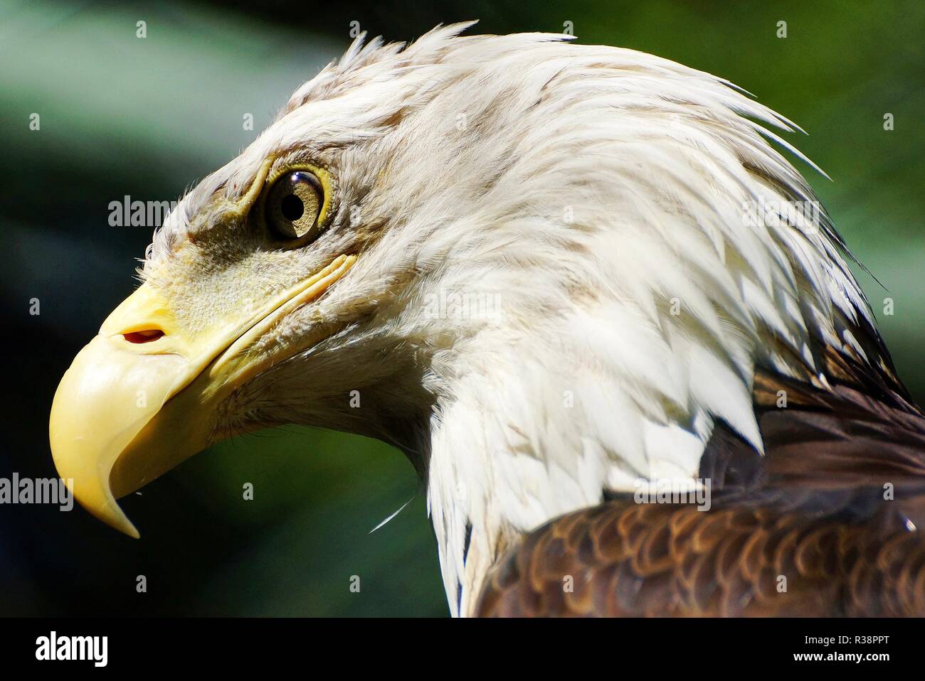 Bird birds eagle young hi-res stock photography and images - Alamy