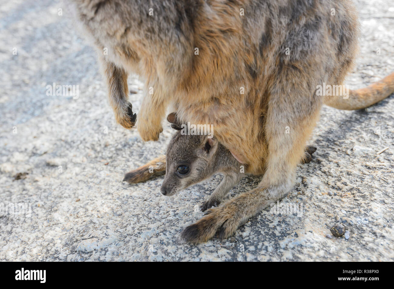Endangered Mareeba Unadorned Rock Wallaby with joey in her pouch ...