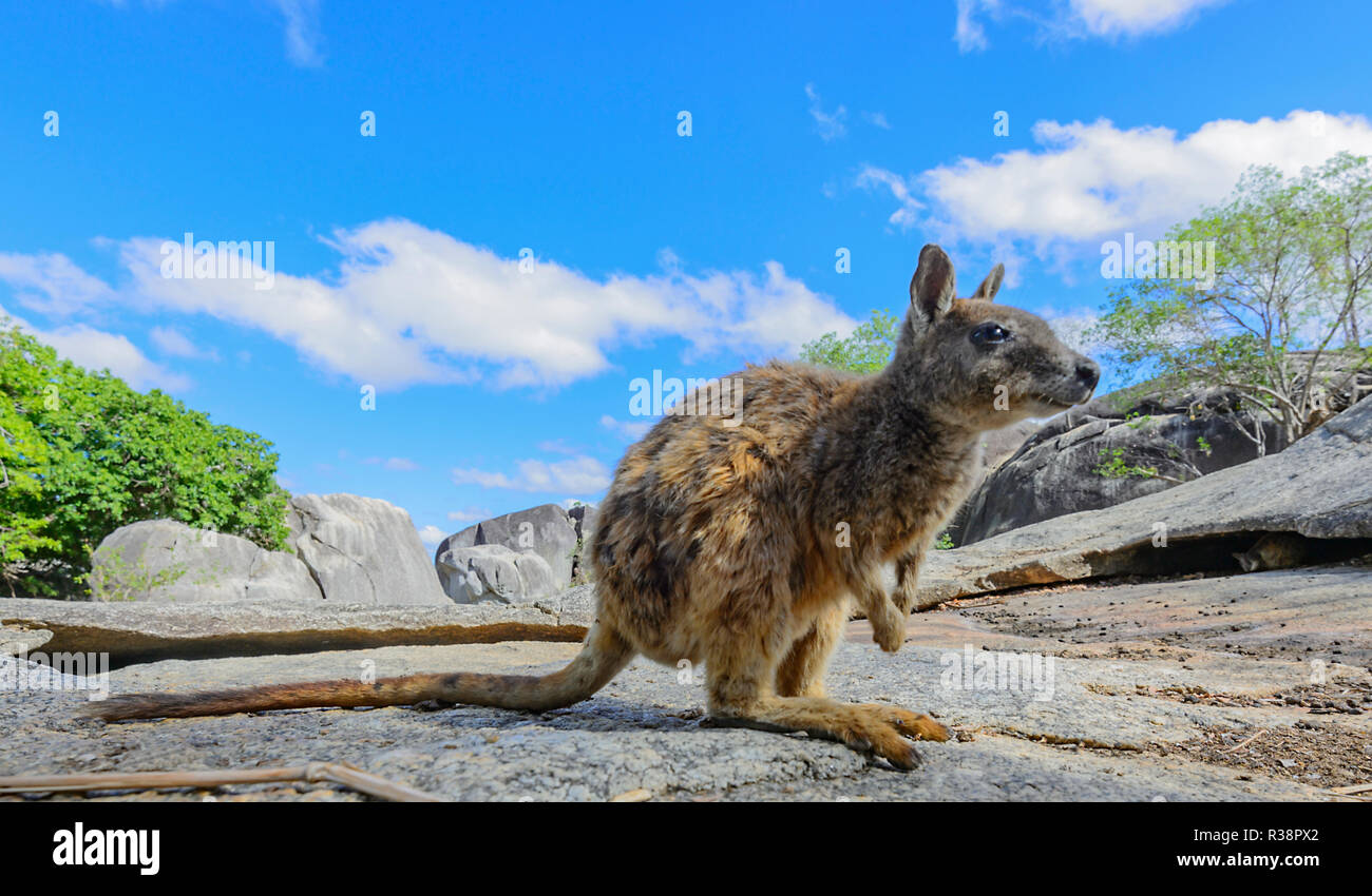 Tableland animals hi-res stock photography and images - Alamy