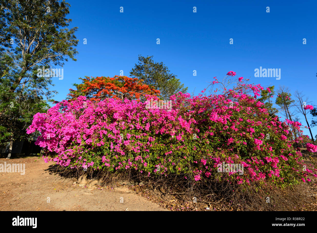 Colourful Bougainvillea bush, Atherton Tablelands, Far North Queensland ...