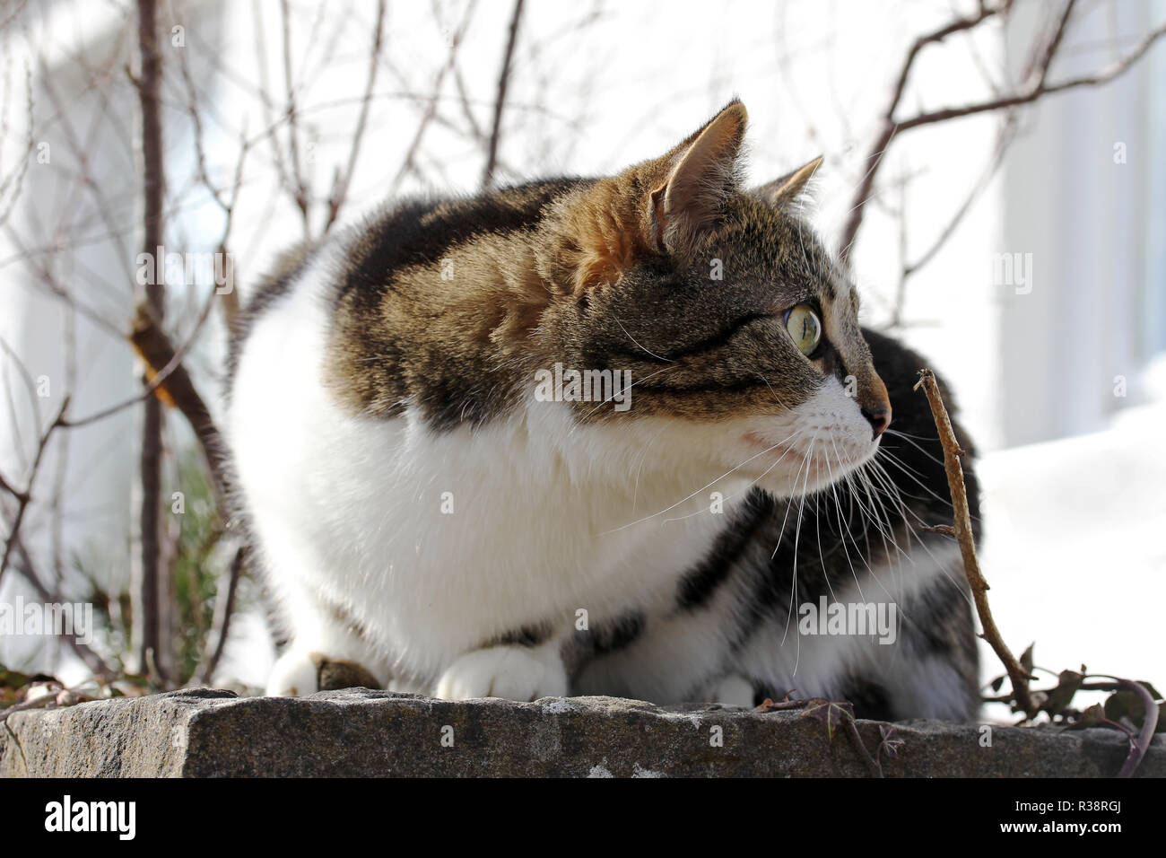 Wait waiting attentive curious hi-res stock photography and images - Alamy