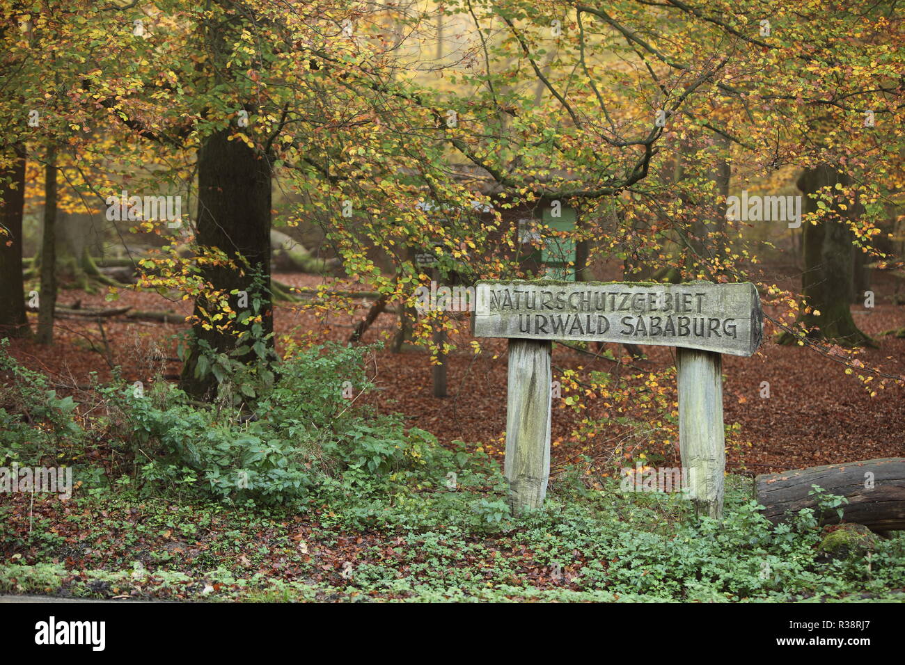 Nationalpark reinhardswald hi-res stock photography and images - Alamy