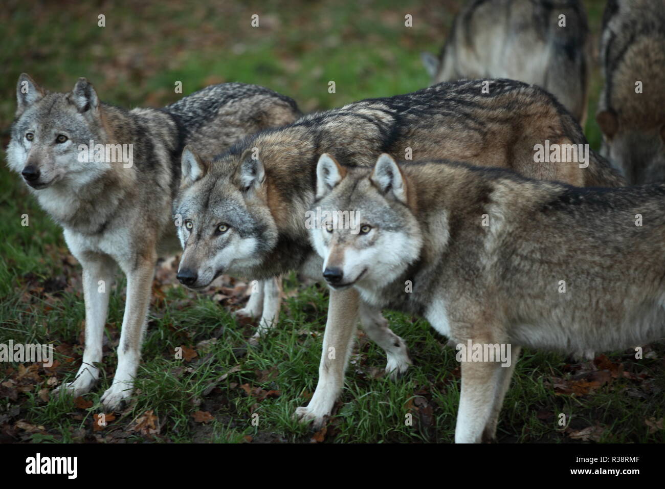 Wolf europa hi-res stock photography and images - Alamy